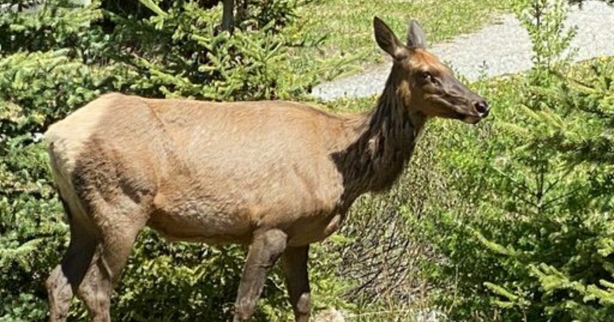 Living With Wildlife in Canmore, Alberta
